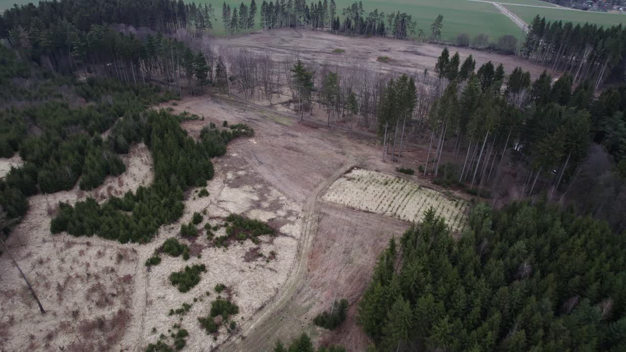 Premium stock video - A clearing that remains in the forest infested ...