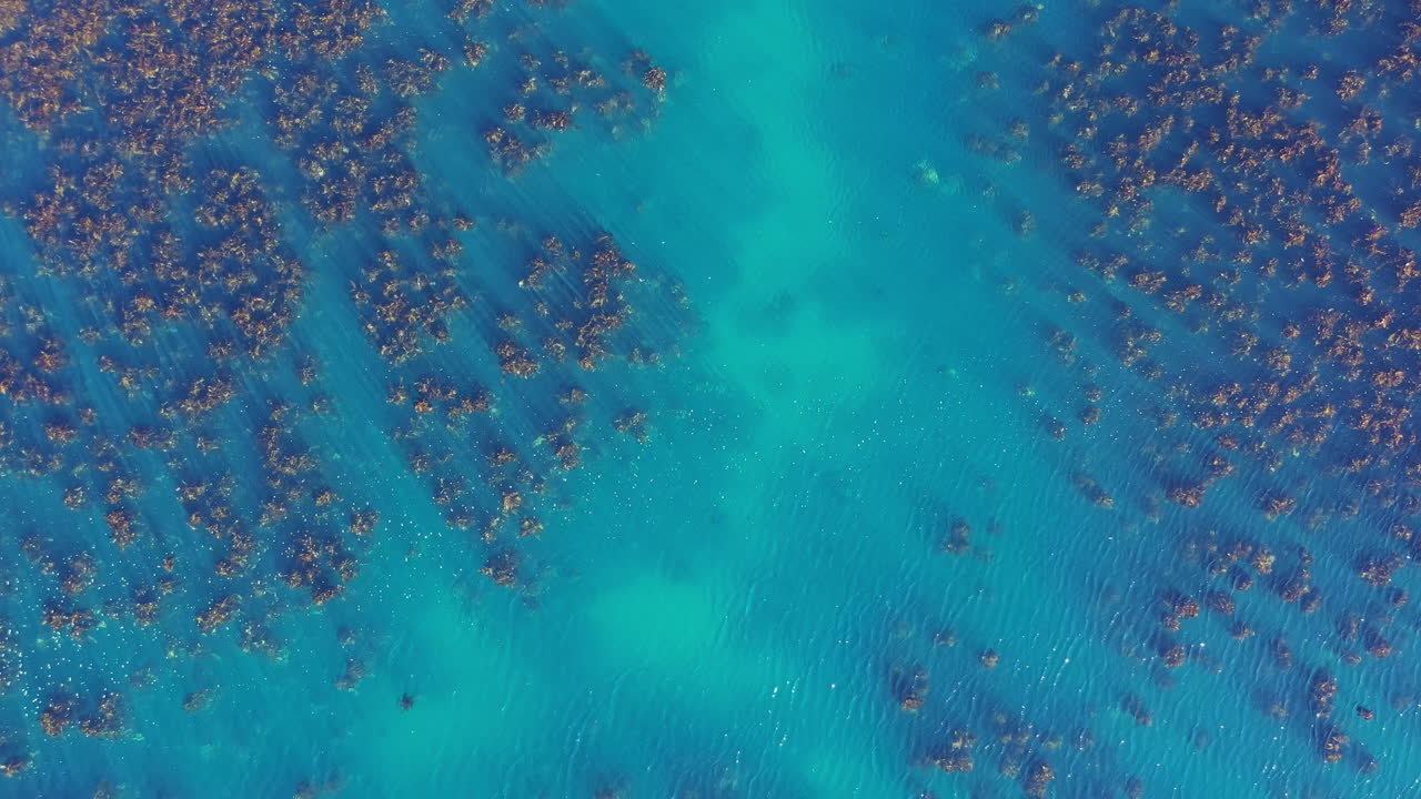Free stock video - Kelp algae in crystal blue water aerial top shot ...