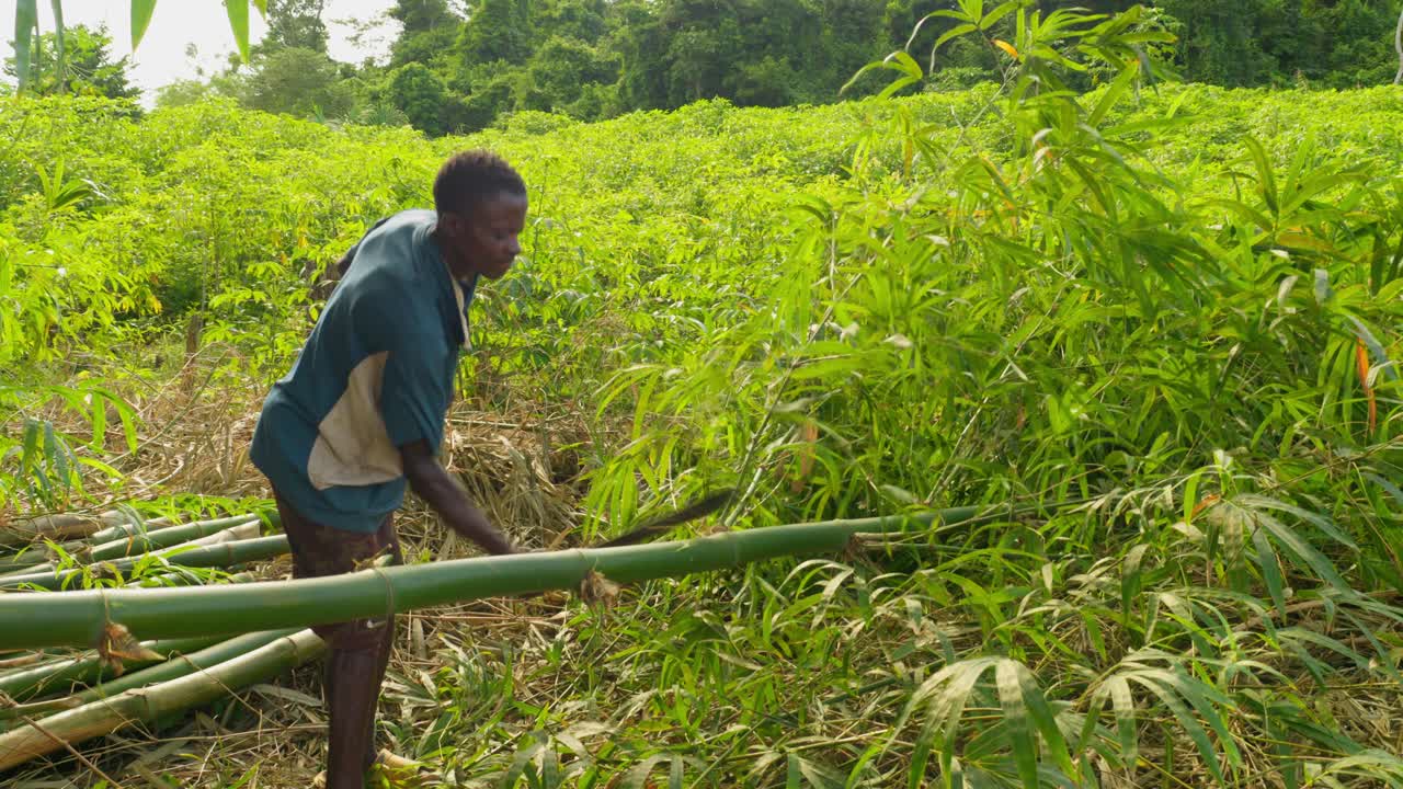 Premium stock video - Black male young african farmer cutting with a ...