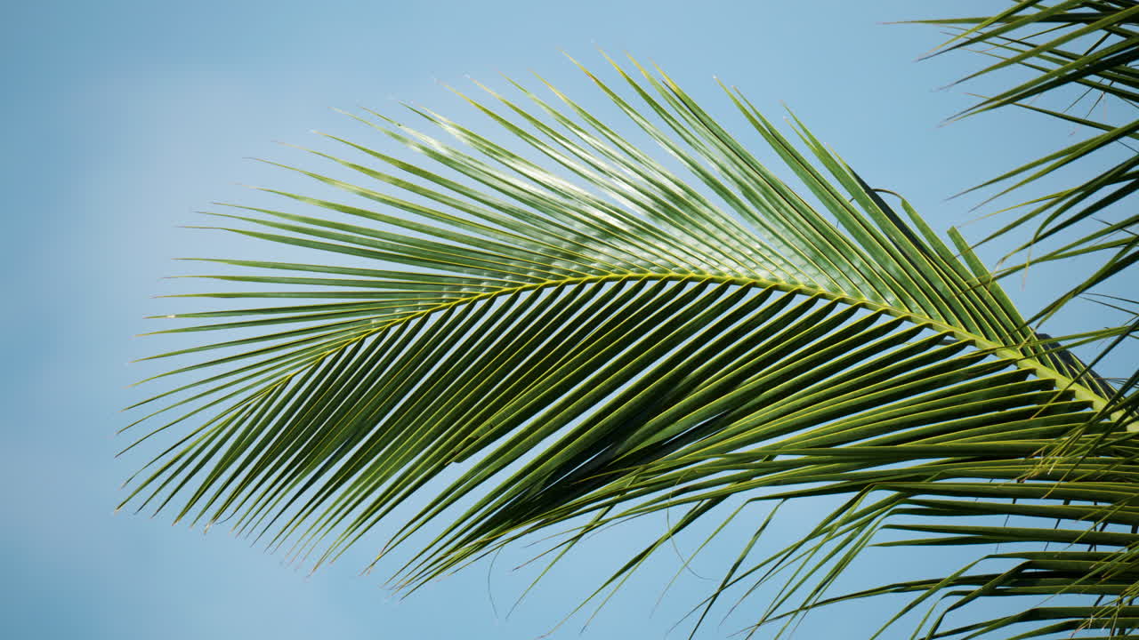 Tropical coconut palm fronds sway in a gentle breeze Premium Stock ...