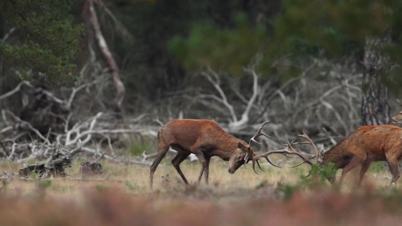 Premium stock video - Pair of male red deer clash antlers in combat ...