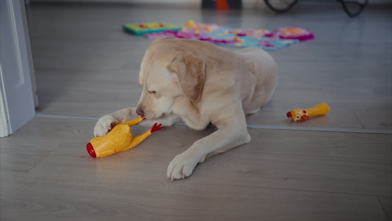 Vídeo Premium - Un joven labrador retriever destruyendo su juguete de pollo