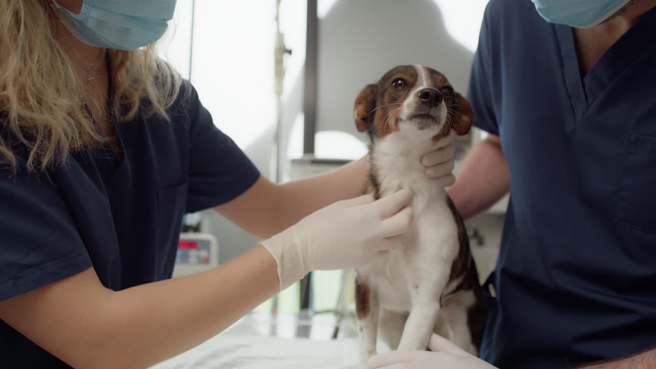 Vídeo Premium - Dos médicos están preparando al perro para la cirugía.