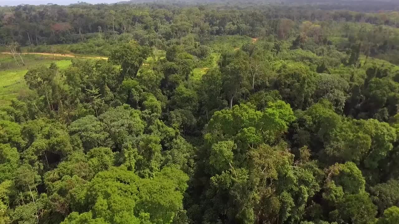 Vídeo Premium - Vista aérea de drones sobre árboles verdes de la selva ...