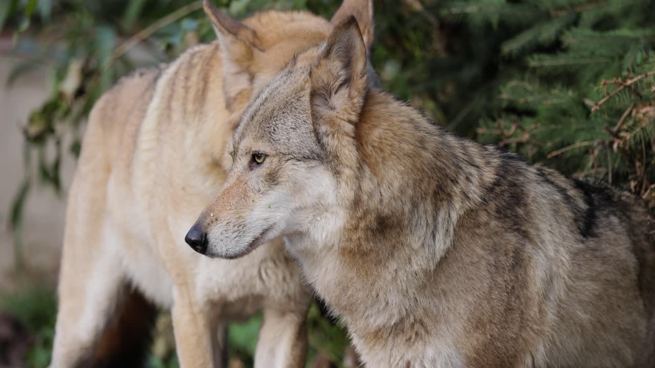 Wolf (Canis Lupus), Also Known As The Gray Wolf Is The Largest Extant ...
