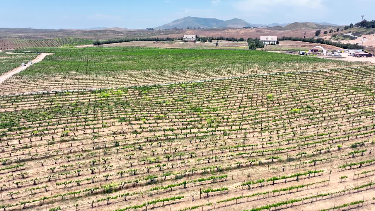 Rows Of Grape Fields At Temecula Vineyard Free Stock Video Footage ...