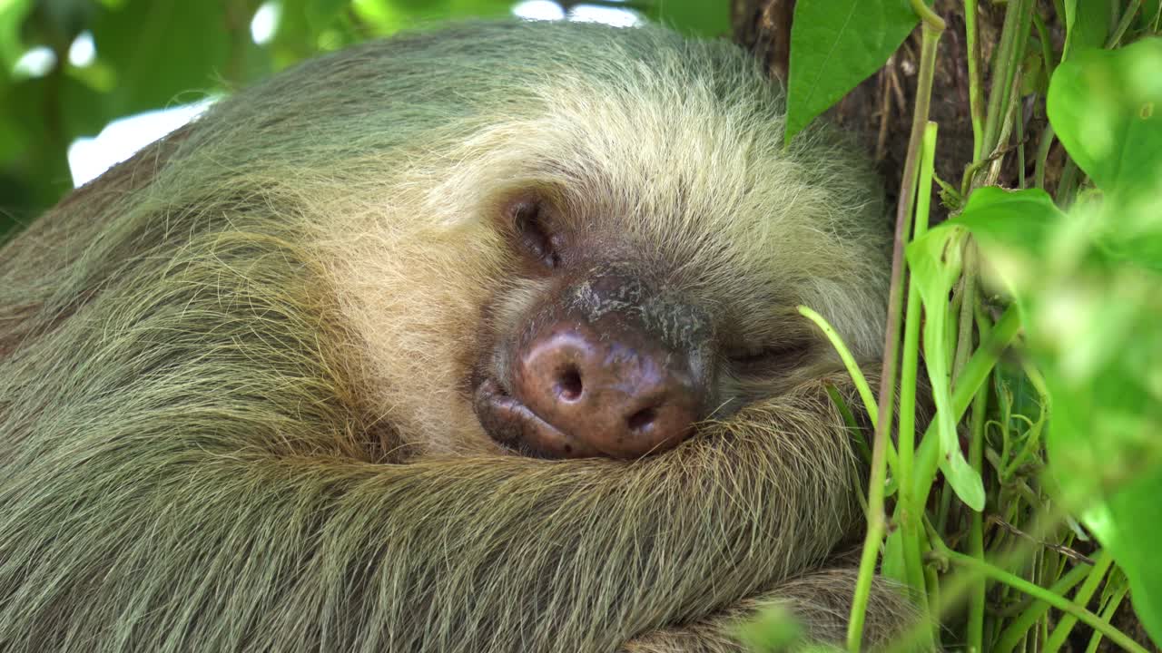A Cute Sleeping Sloth , Hugged To A Tree, With A Gentle Wind Shaking ...