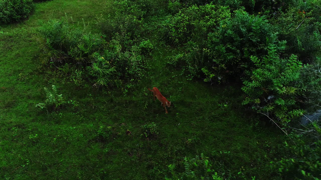 Premium stock video - Aerial video of a puma walking through the swamp ...