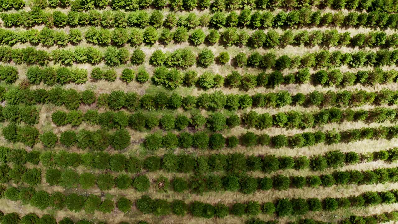Above Reforestation Area With Lines Of Pine Trees, Sustainable Logging ...
