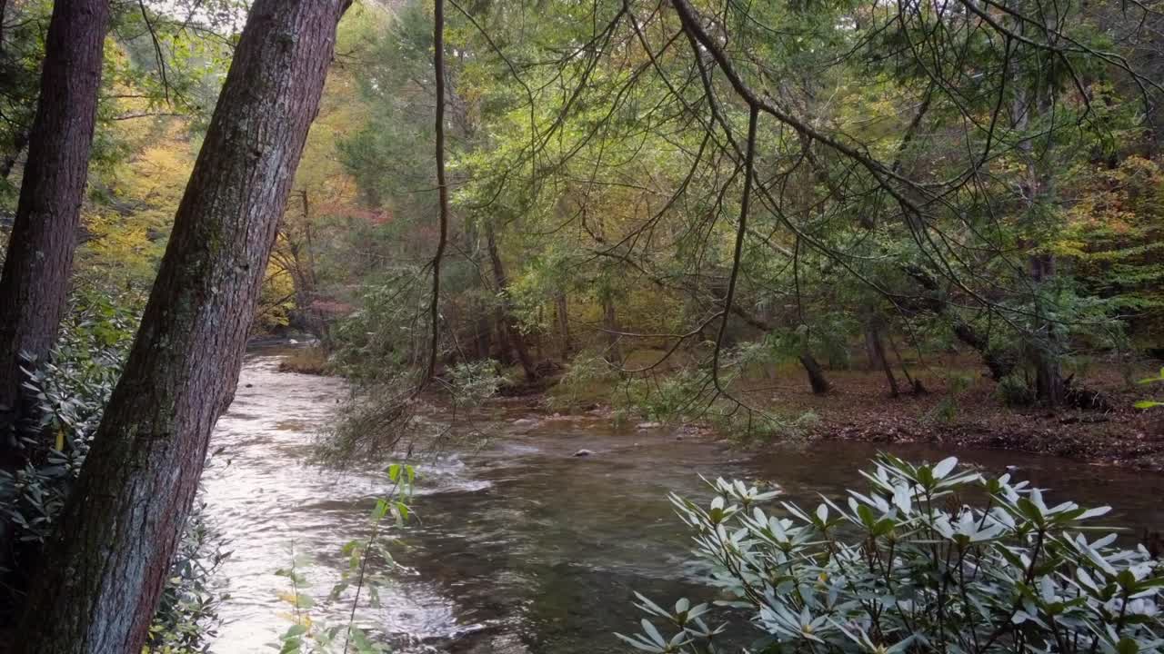 A Jib Shot Of A River That Flows Onward Behind A Bush And Two Trunks Of ...