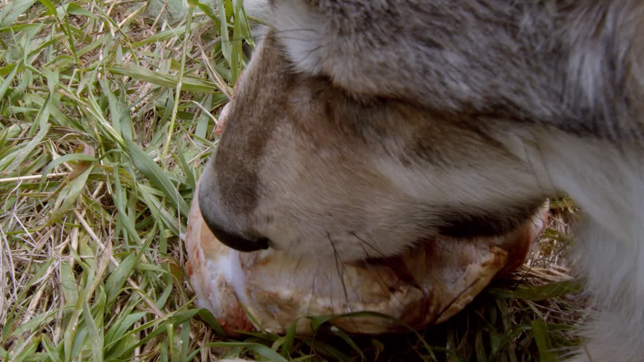 Grey Wolf Eating The Meat Off Of A Bone In The Grass Free Stock Video ...