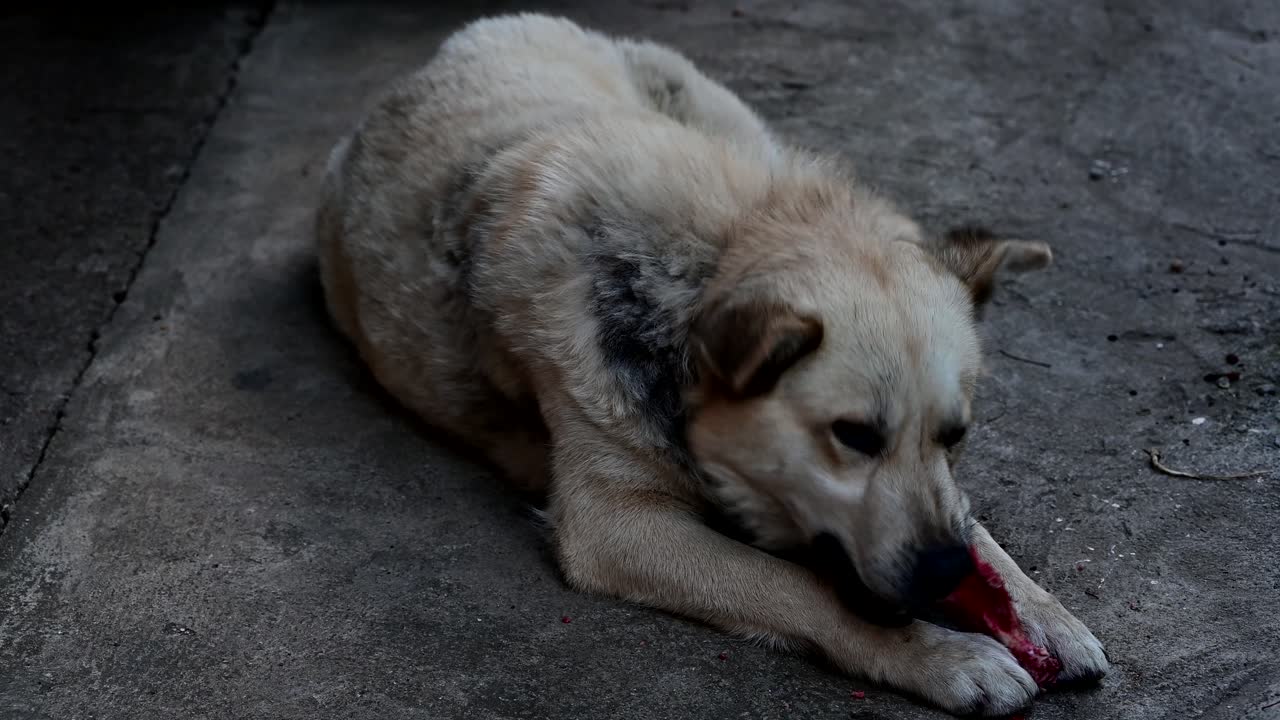 Dog eating raw bloody bones | Premium Stock Video Footage