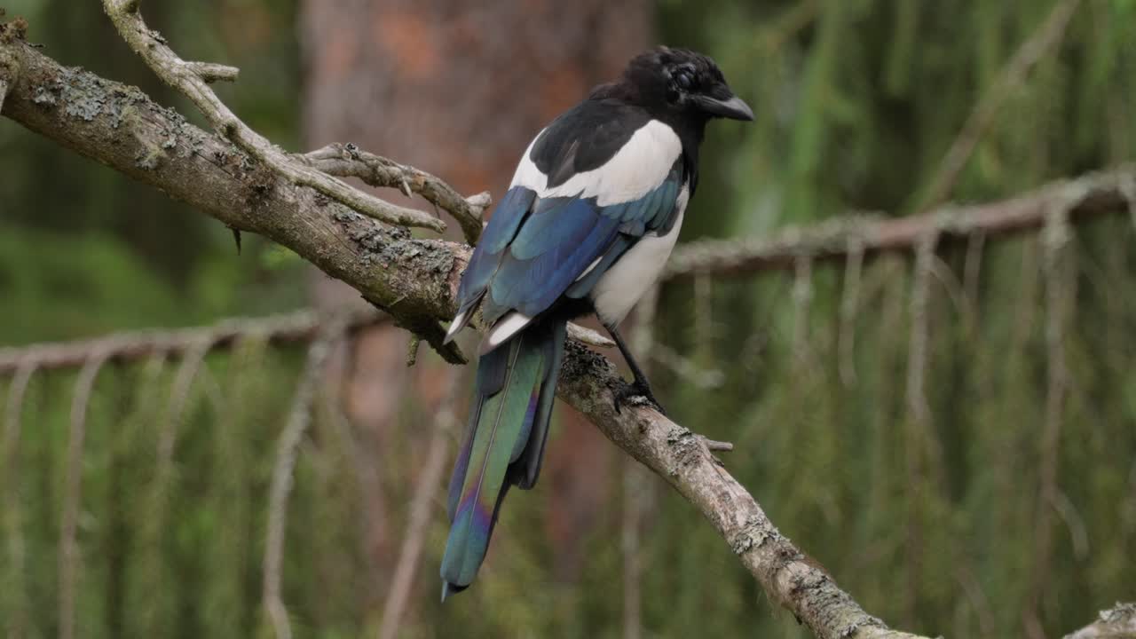 Eurasian Magpie Or Common Magpie (Pica Pica) Is A Resident Breeding ...