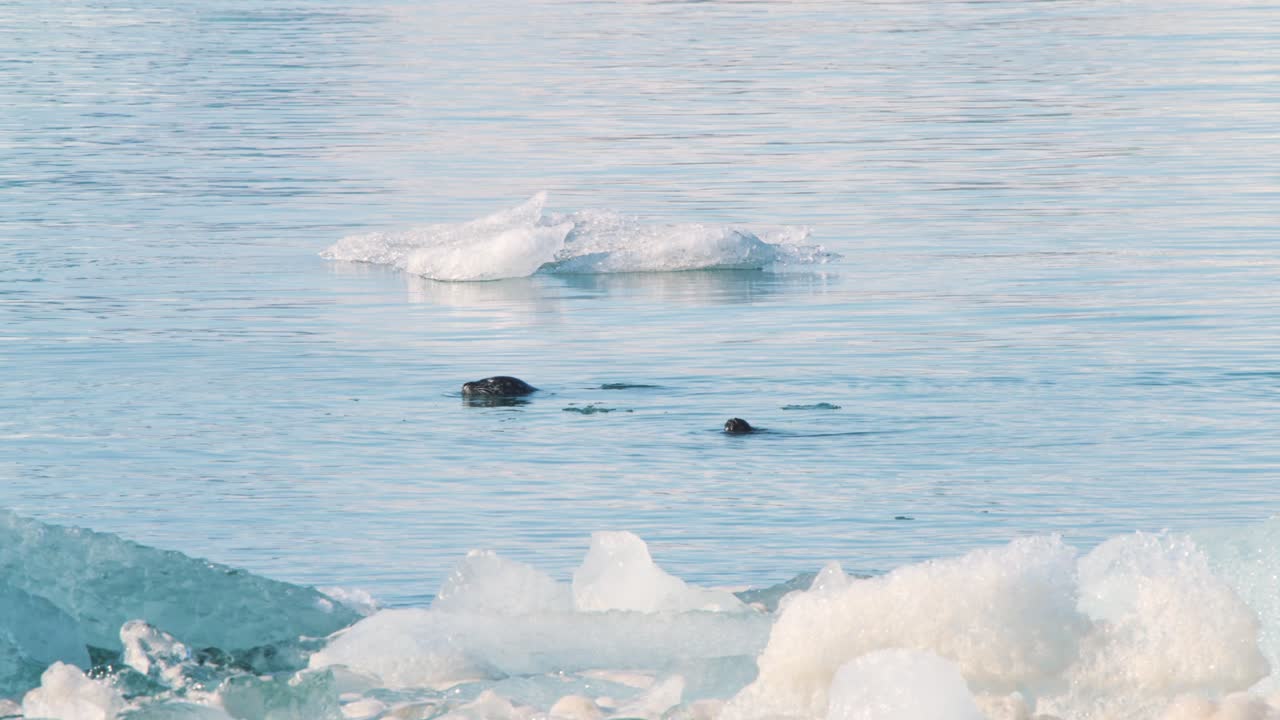 Premium stock video - Two seals poking their heads out of sea water ...