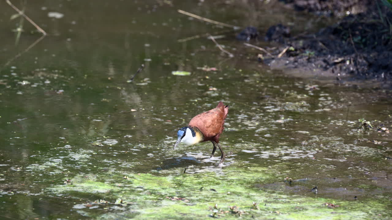 African Jacana Wading And Foraging In Shallow Water, Eating Insect Free ...