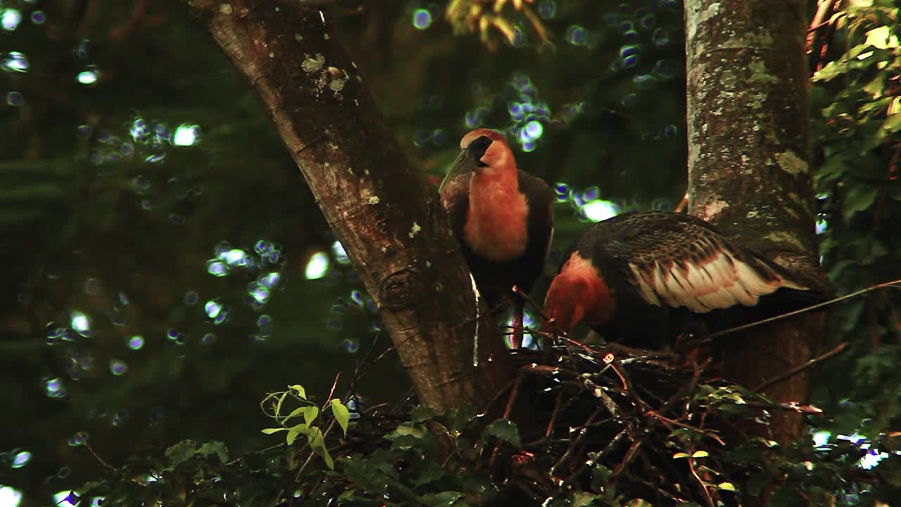 Buff necked ibis couple eating bugs in nest in tropical forest, south ...