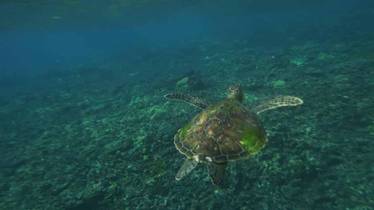 Premium stock video - Sea turtle glides floating in clear ocean water ...