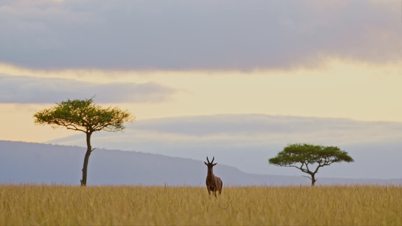 Premium stock video - Topi wildlife in african savanna landscape at ...