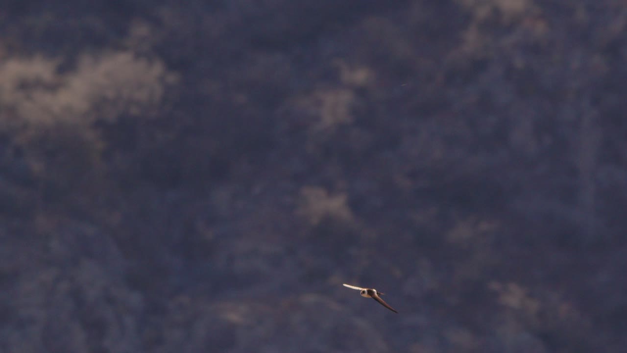Swift bird flapping its wings and gliding across a rocky landscape as ...