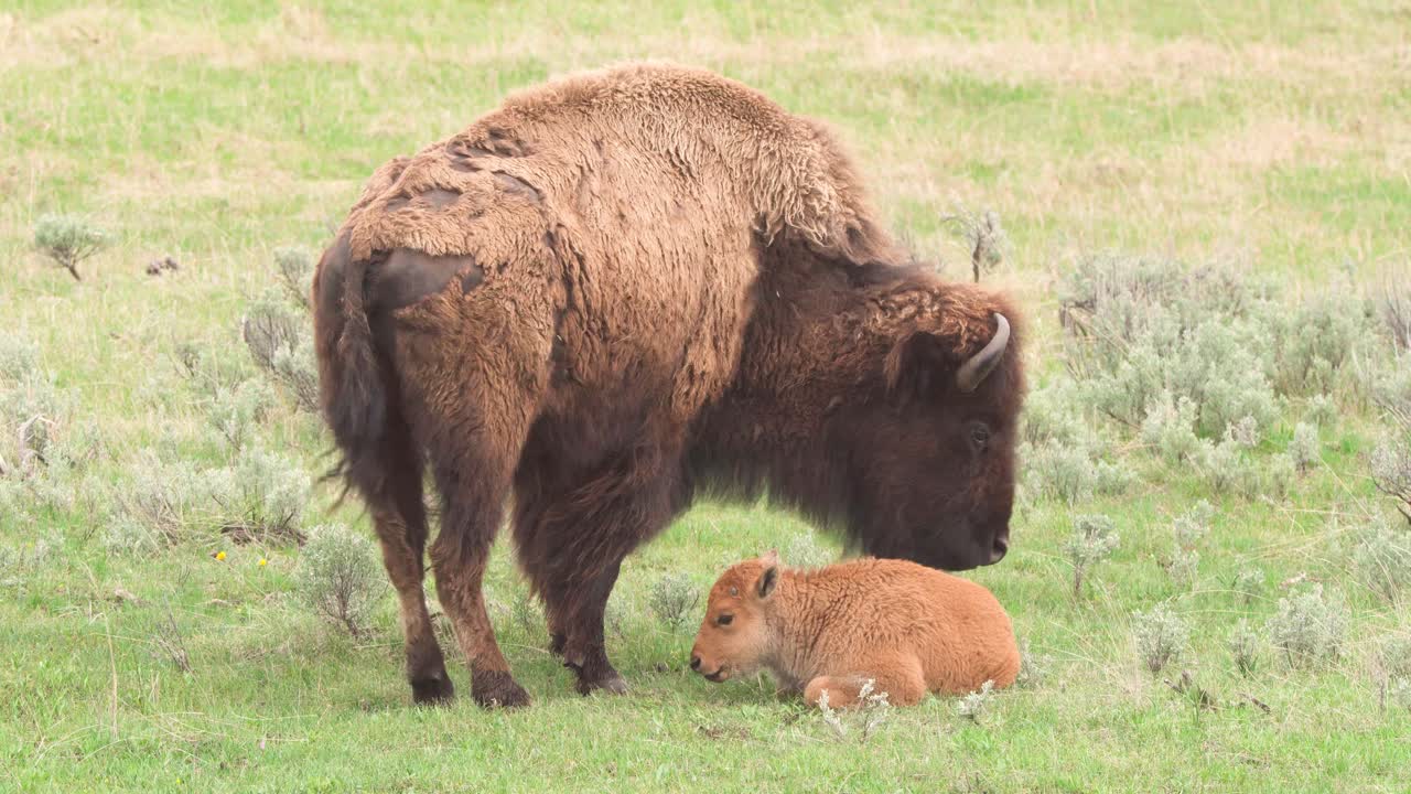 Premium stock video - Bison scratching head next to calf at yellowstone ...