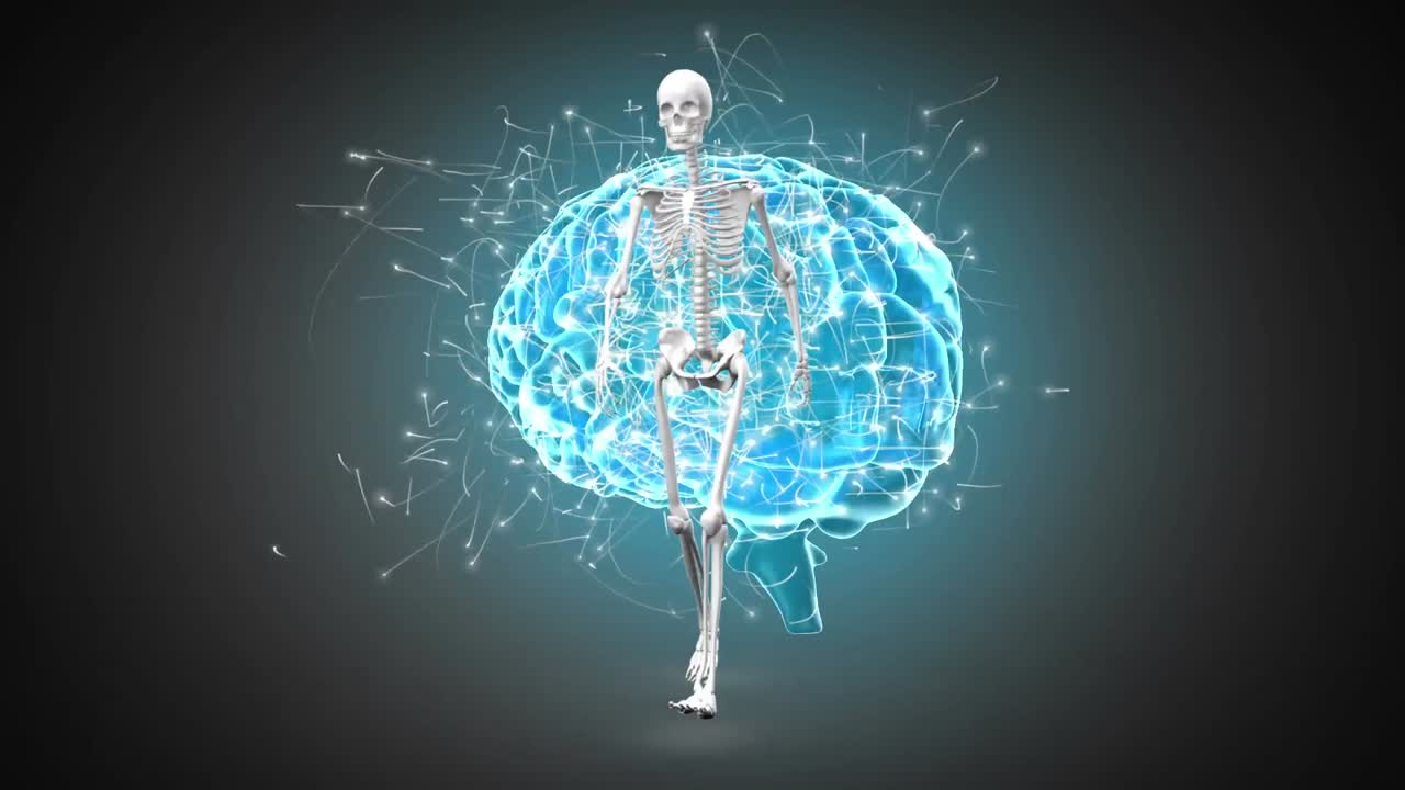 Digital Animation Of Human Skeleton Walking Over Human Brain Spinning ...