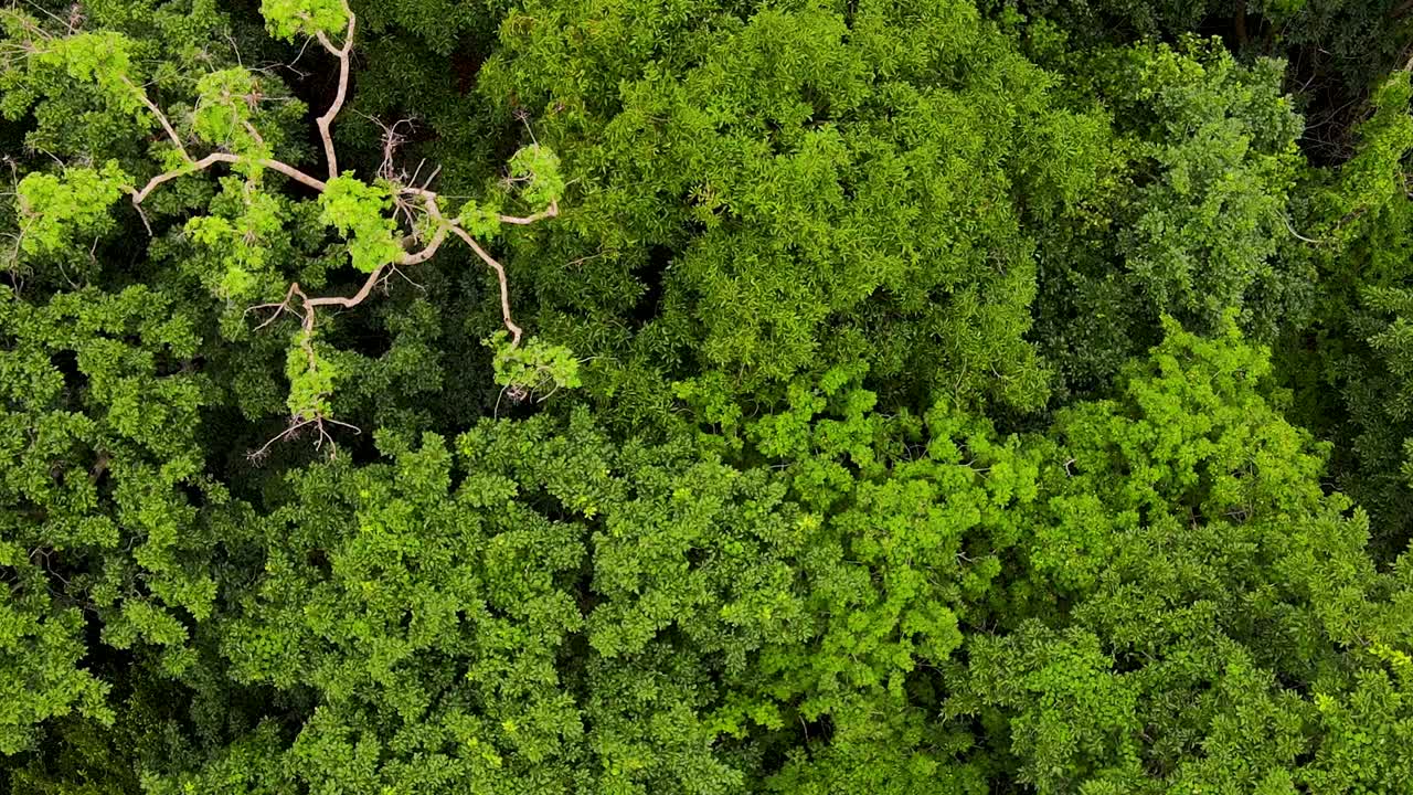 Premium stock video - Lowering On Dense Tree Canopy Over Rainforest