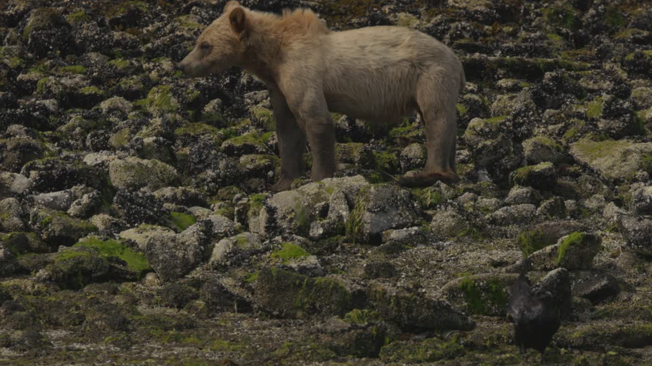 Premium stock video - Golden grizzly bear with crow