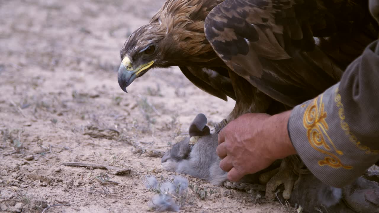 Hunting eagle eating rabbit Free Stock Video Footage