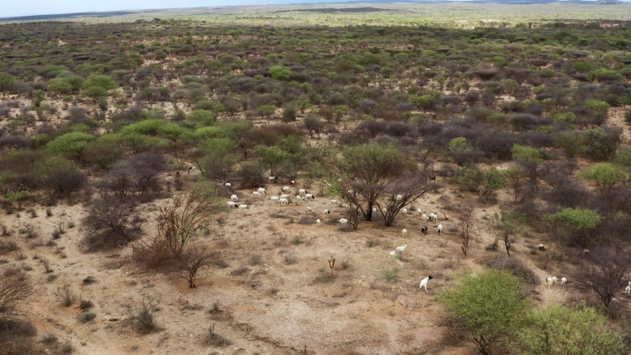 Premium stock video - Herd of blackhead persian goats foraging in the