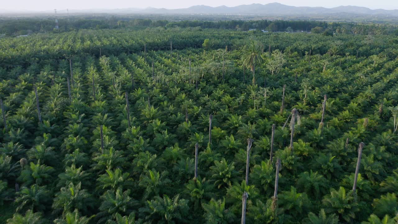 Premium stock video - African palm tree plantation for production of ...