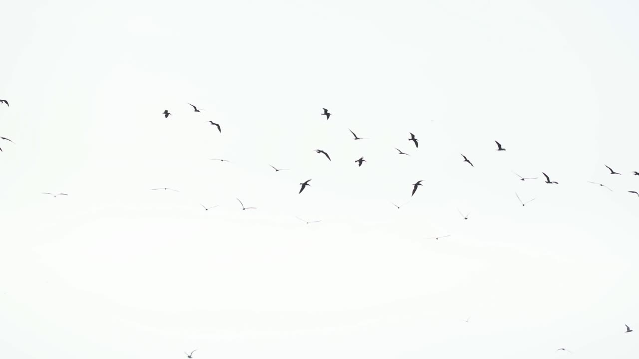 White sky with large sea birds flying through the air, slow motion ...