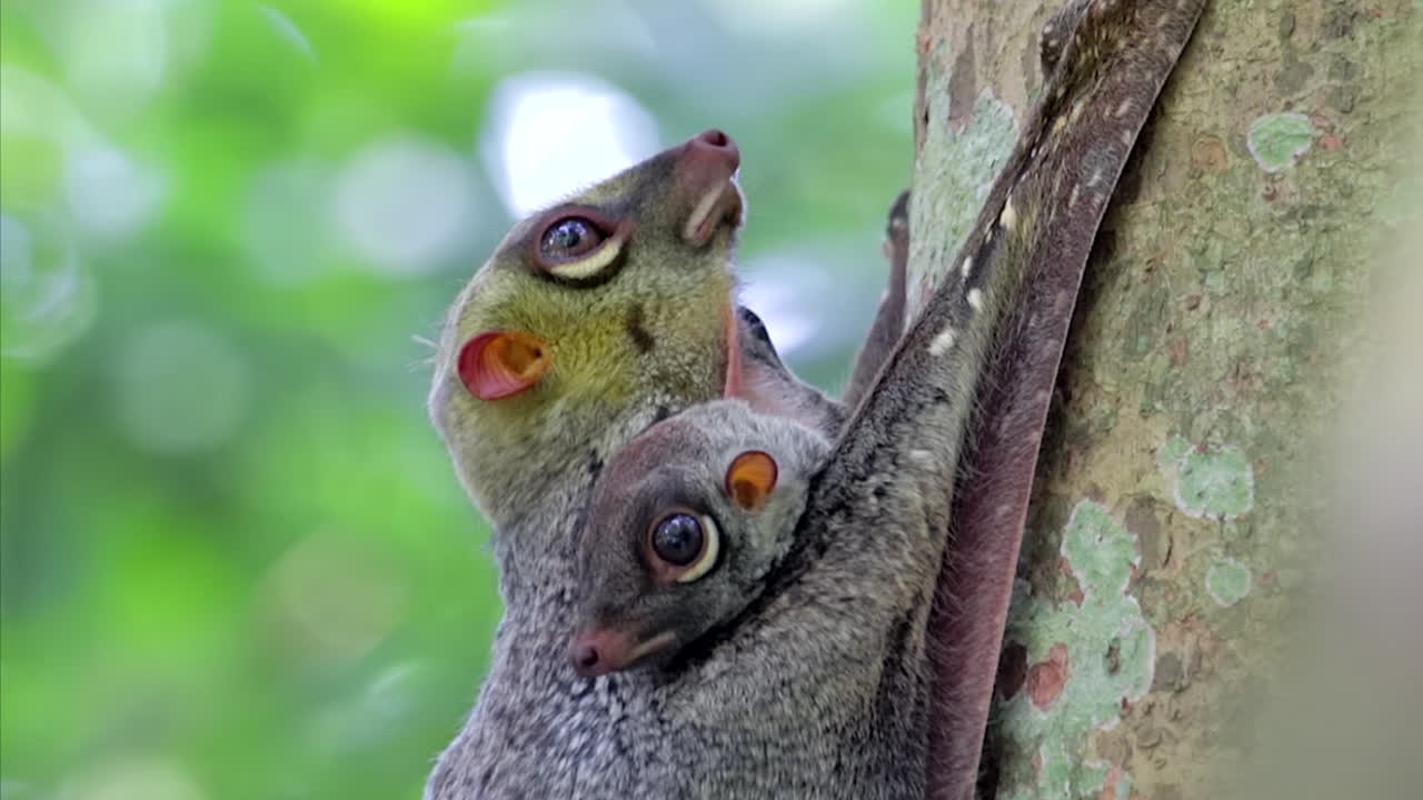Premium stock video - Closer look at a colugo clinging on a tree with ...