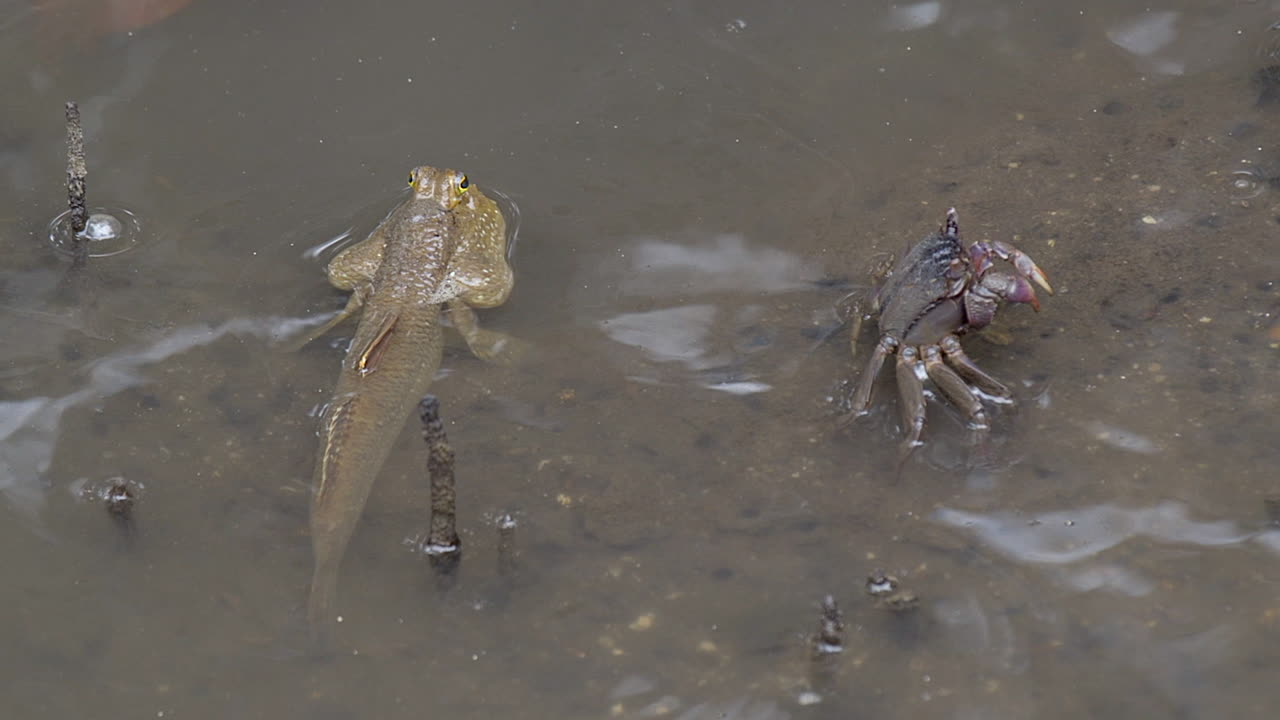 Premium stock video - A mudskipper fish and mud crab beside each other ...