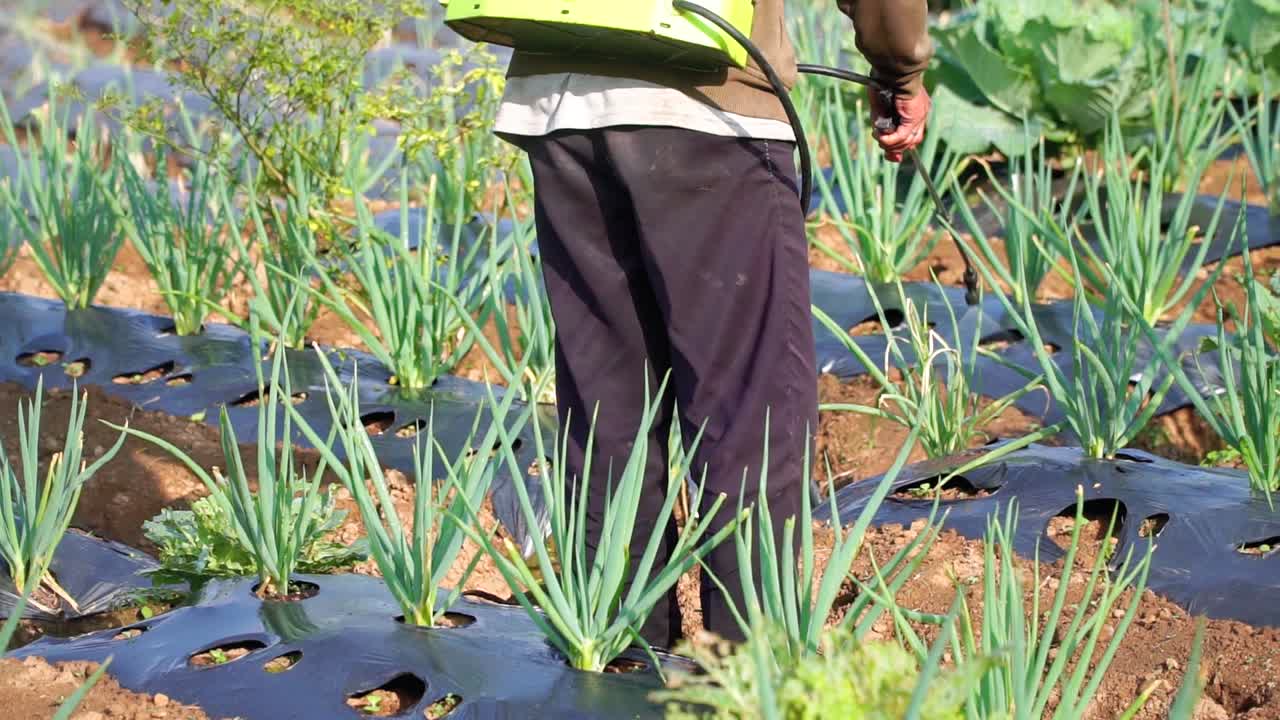 A Farmer Spray Fertilizer To Scallion Plant On The Plantation Free ...