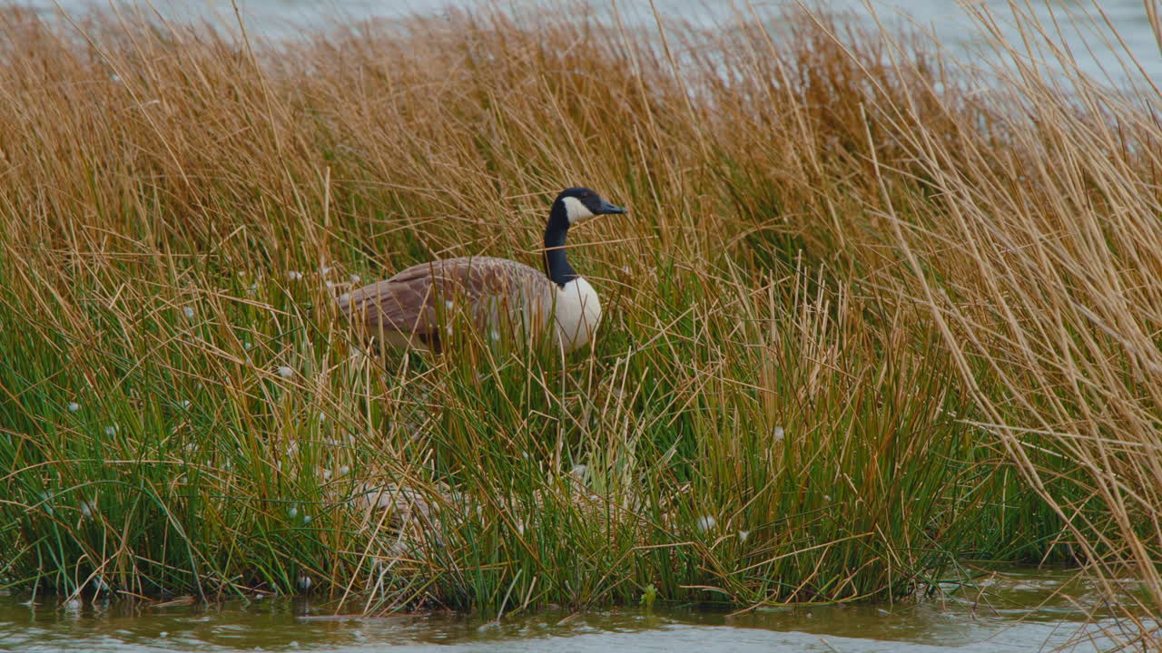 Giant canada goose in tall grass on river islet, hiding from wind ...