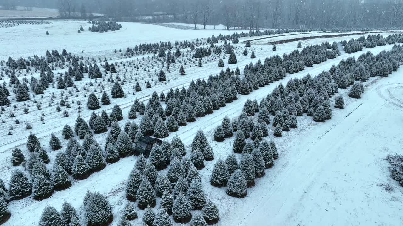 Snow-dusted Christmas tree farm with rows of coniferous trees | Premium ...