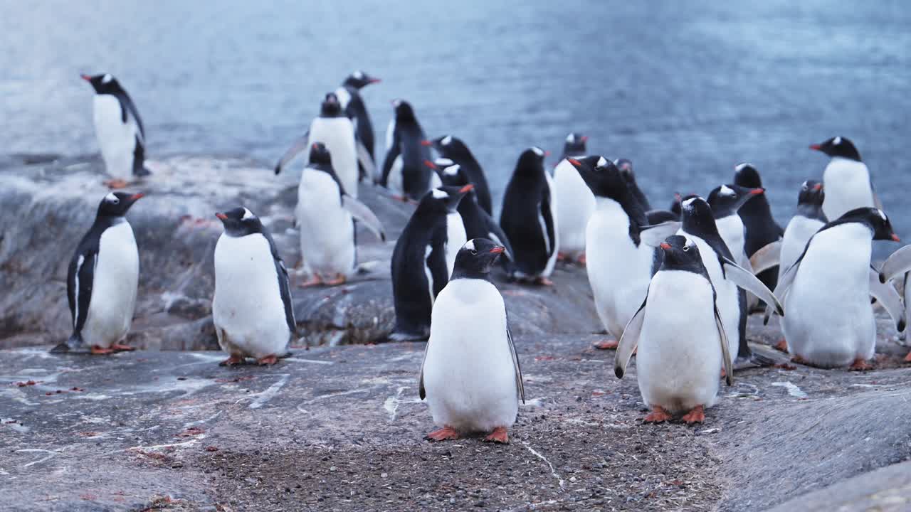 Premium stock video - Penguin colony antarctica wildlife, huddle of ...