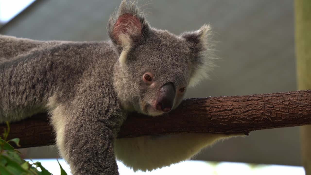 Close Up Shot Of An Arboreal Marsupial, Cute Koala, Phascolarctos Cinereus Lying On Top Of Tree ...