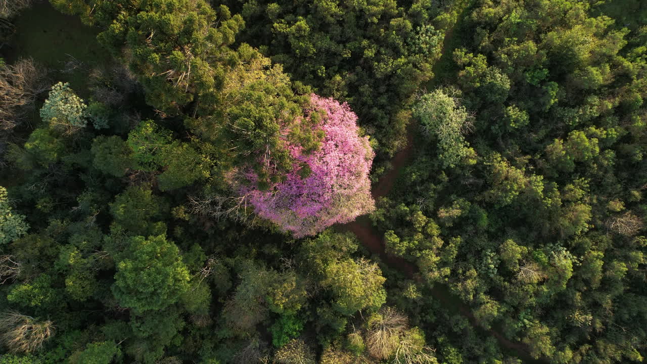 Premium stock video - A striking pink lapacho tree standing amidst the ...