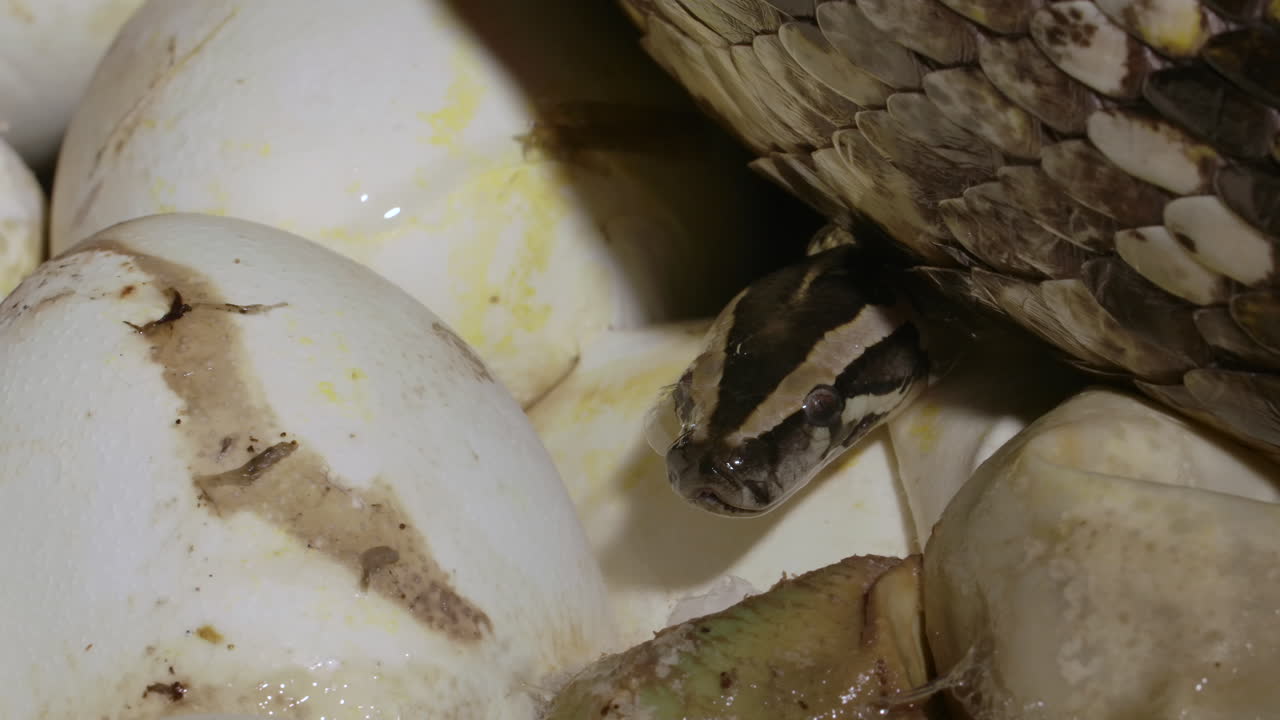 Slithering Mother Snake On Top Of Nest Of Python Eggs Free Stock Video ...