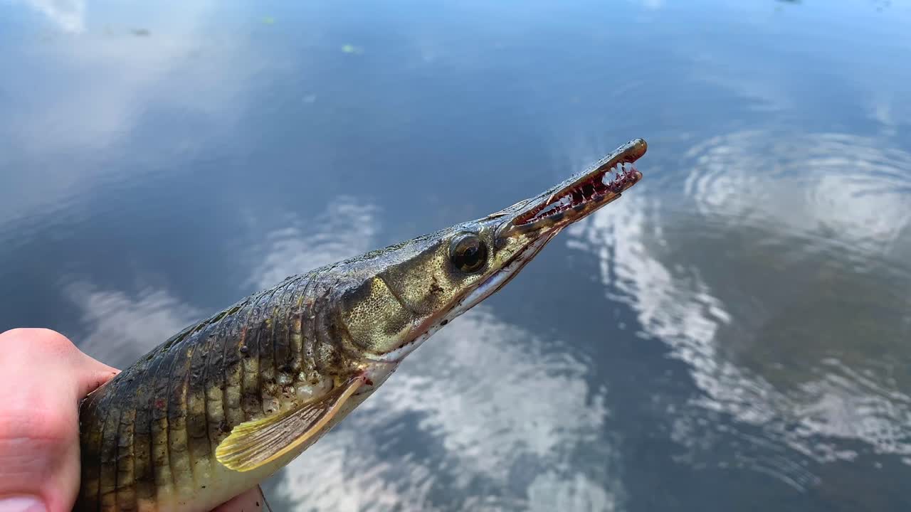 Scary Monster Alligator Gar Fish Catch And Release Free Stock Video ...