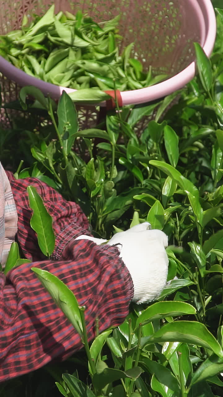 Tea Picking on a Tea Plantation | Premium Stock Video Footage