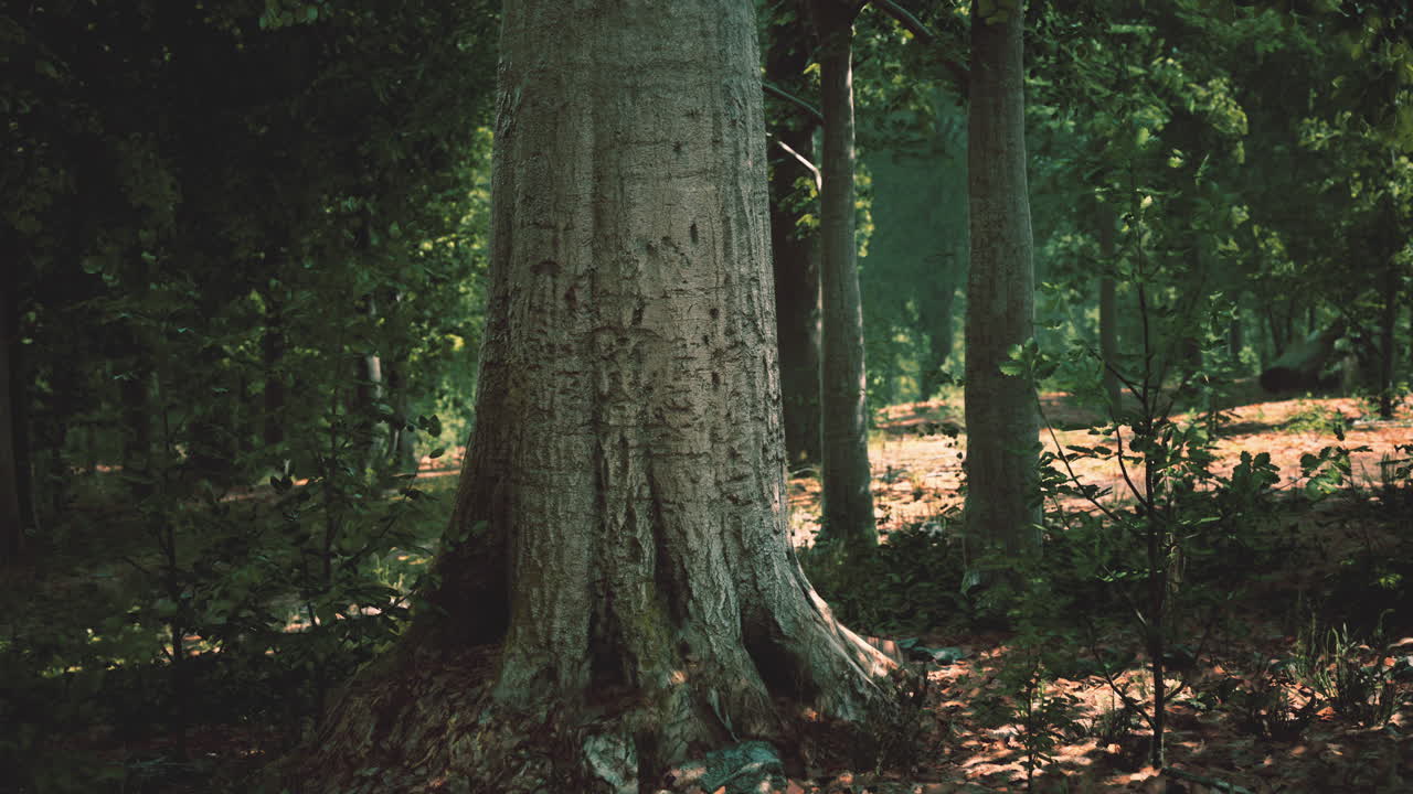 Free stock video - Early morning with sunrise in forest