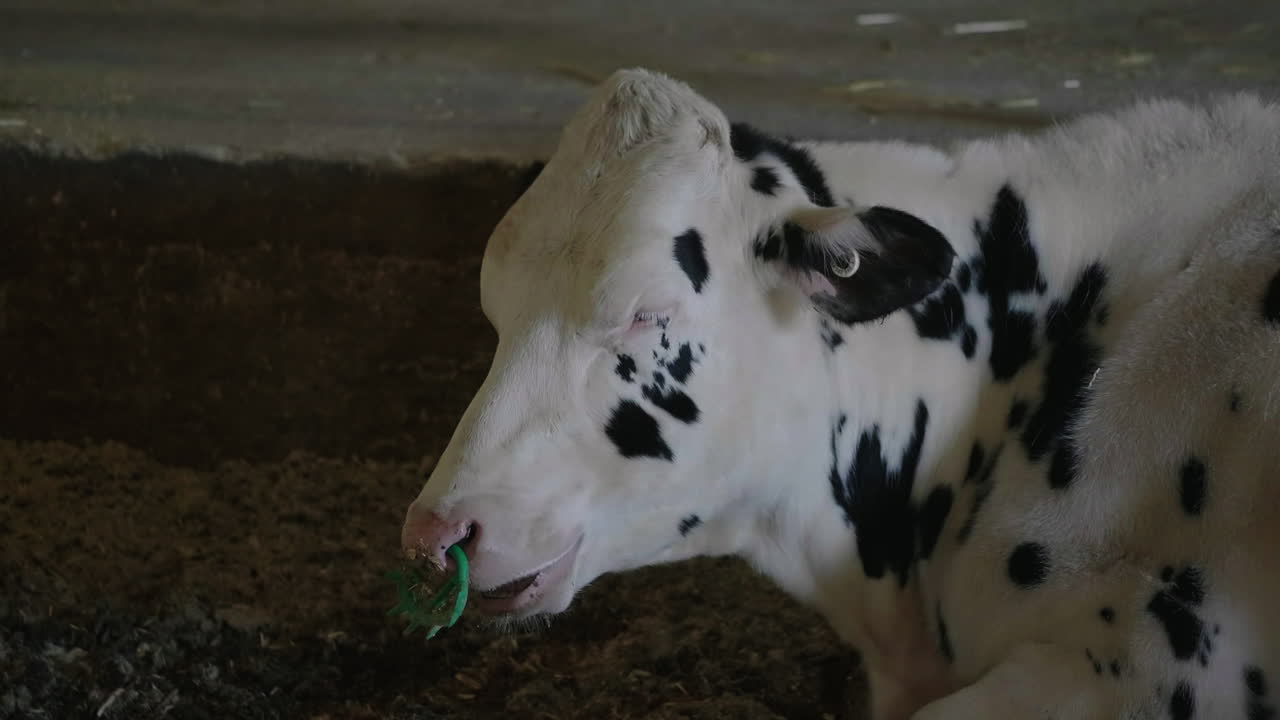 Descarga Gratis Vídeos De Stock De Una Vaca Lechera Adulta Con Anillo ...
