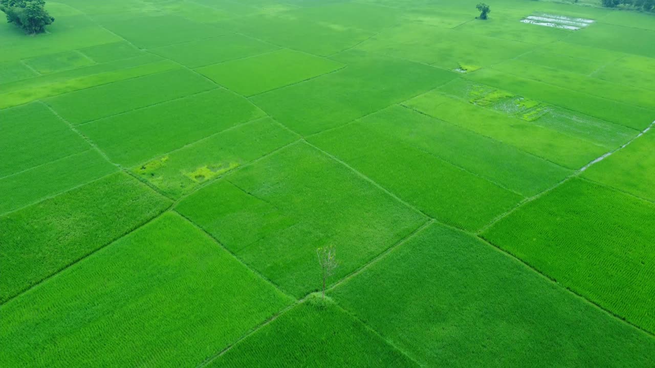 Premium stock video - Aerial view shot of vast paddy fields