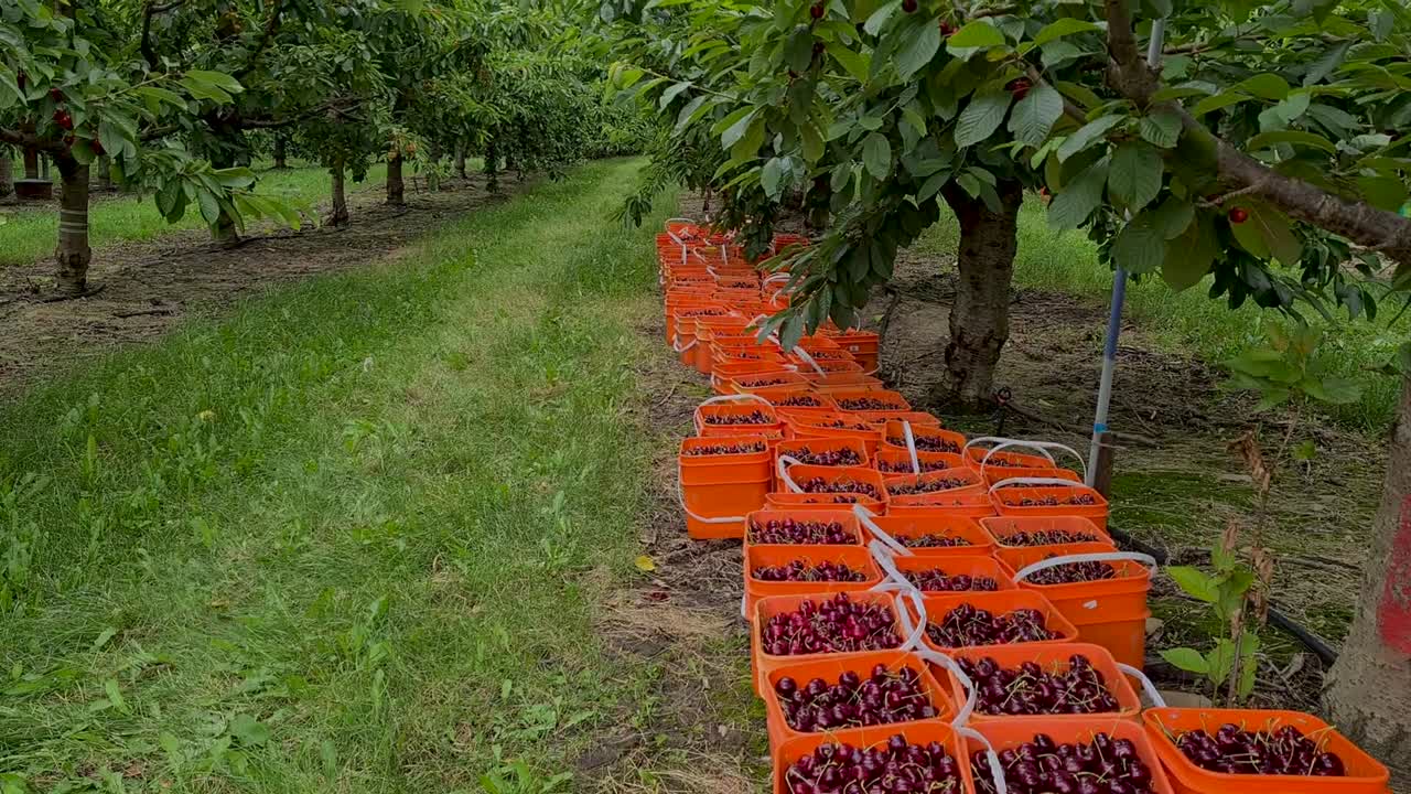 View of cherries collected and kept in orange baskets in the shade of ...
