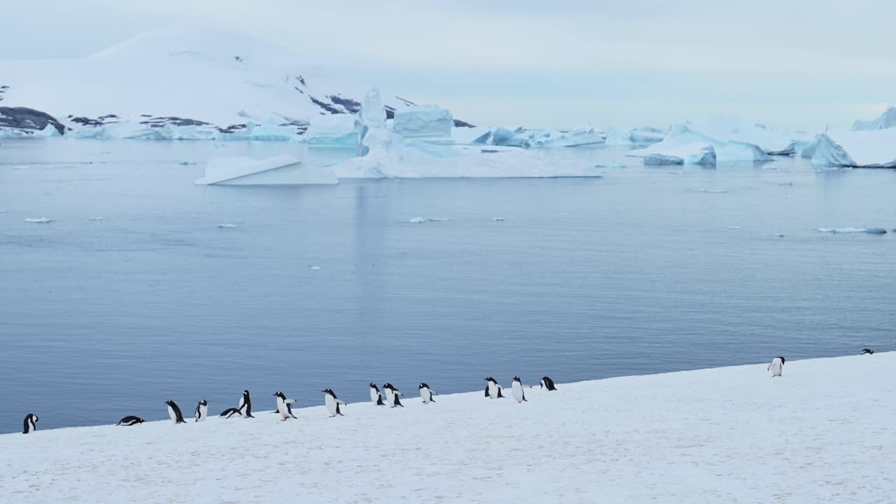 Penguins in beautiful antarctica scenery, antarctic peninsula wildlife ...