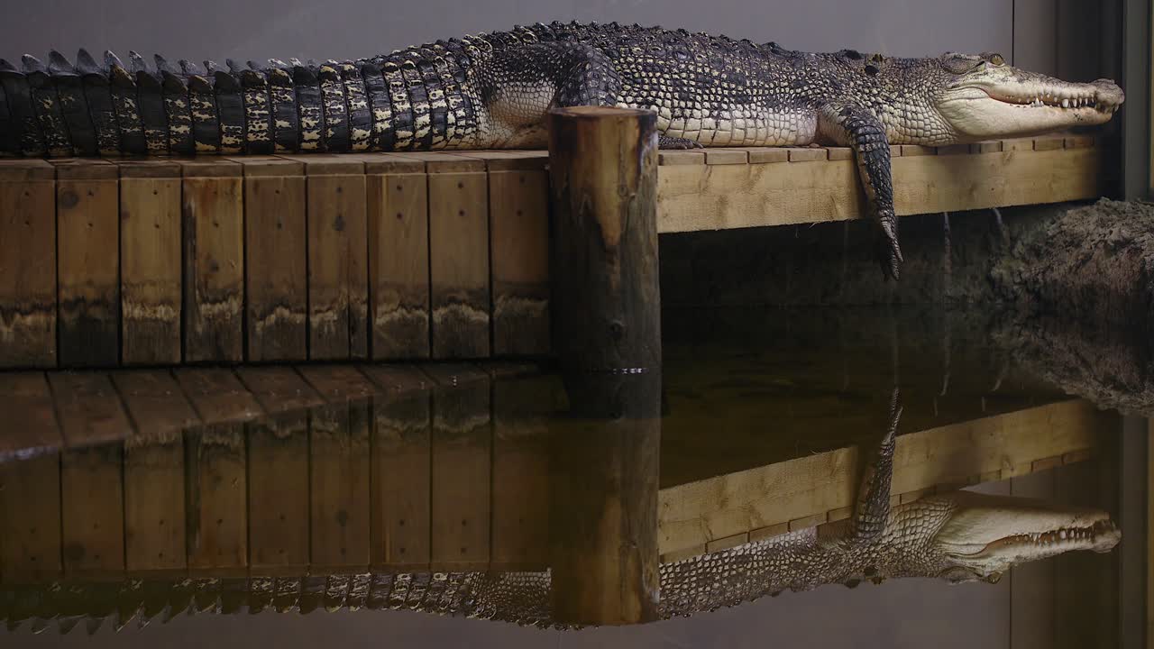 Premium stock video - Saltwater crocodile basking on dock with amazing ...