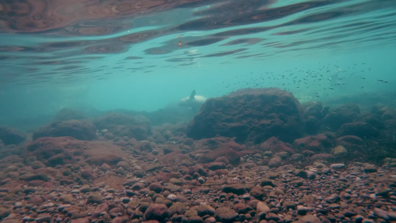 Premium stock video - Shallow water and monk seals swimming away