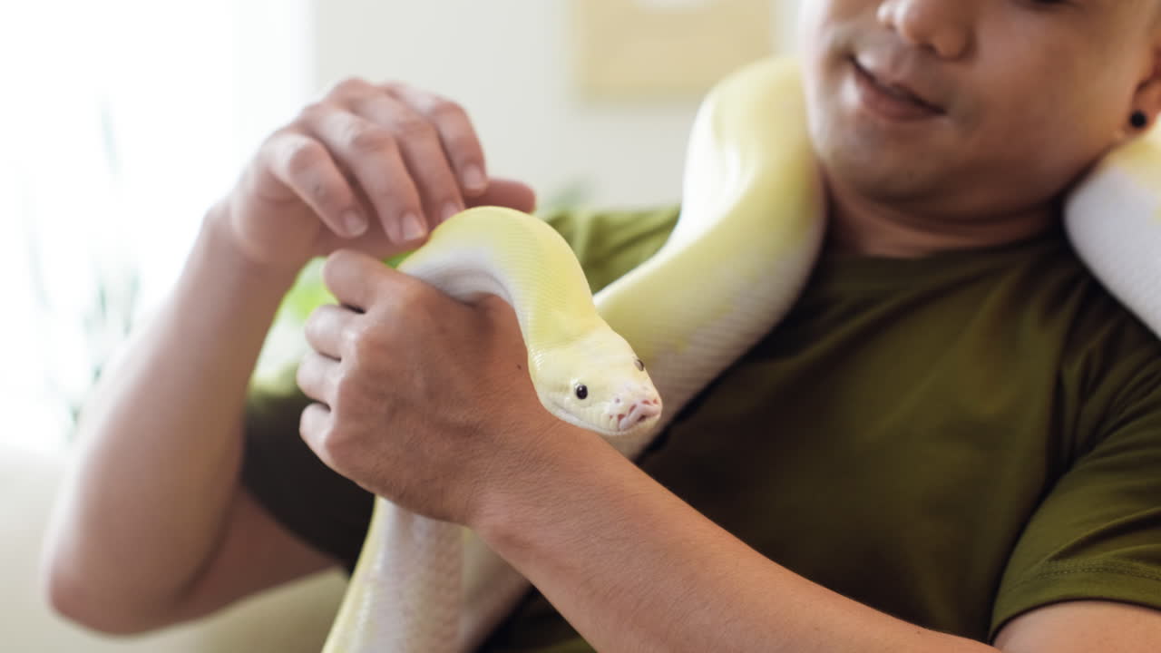 Free stock video - Man holding snake indoors